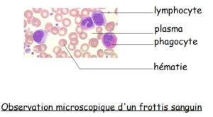 CHAPITRE 3 : Etude des défenses immunitaires. – SVT Jules Michelet