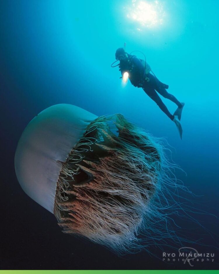 Gigantisme !! – SVT Jules Michelet