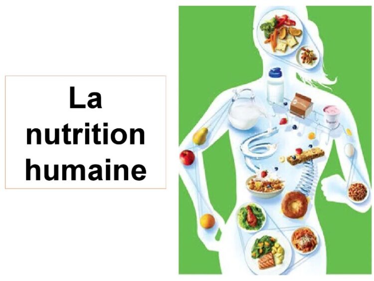 CHAPITRE 6 : L’alimentation humaine – SVT Jules Michelet